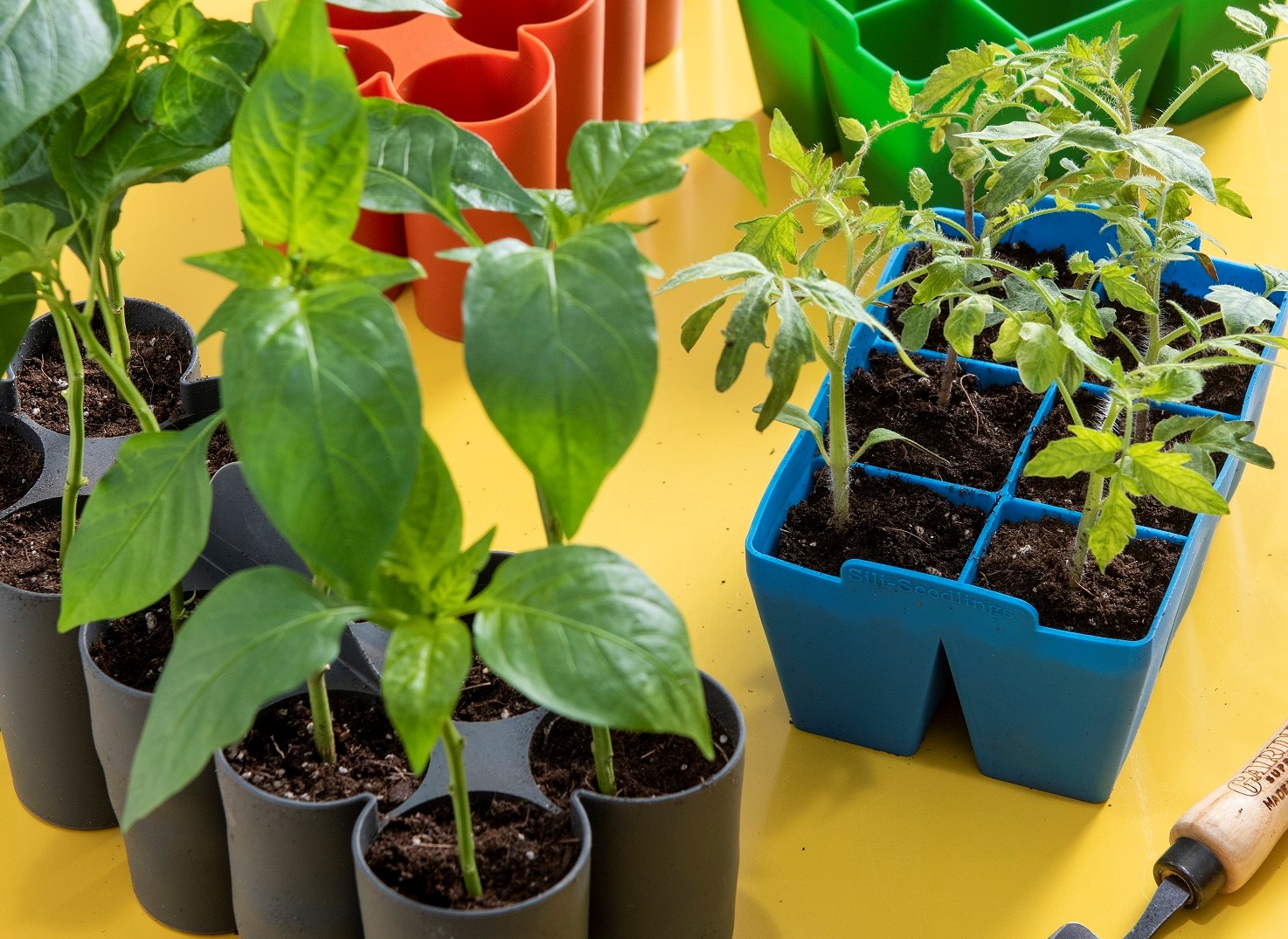 BudPots Unveiled: Exploring the Benefits of Seed Starting Cups ...