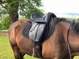 Treeless Saddles: A Comprehensive Guide to Comfort and Connection ...