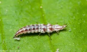 Bt Basics for Vegetable Integrated Pest Management - INSCMagazine