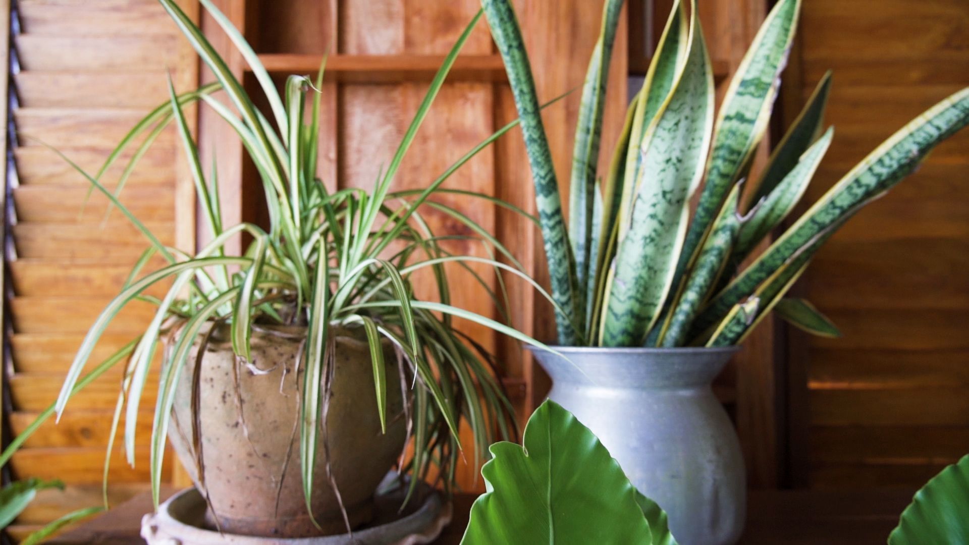 A Guide to Selecting the Perfect Indoor Plants for Your Home - INSCMagazine