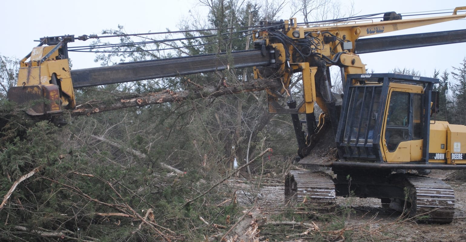 Cedar Tree Removal: Everything You Need to Know - INSCMagazine