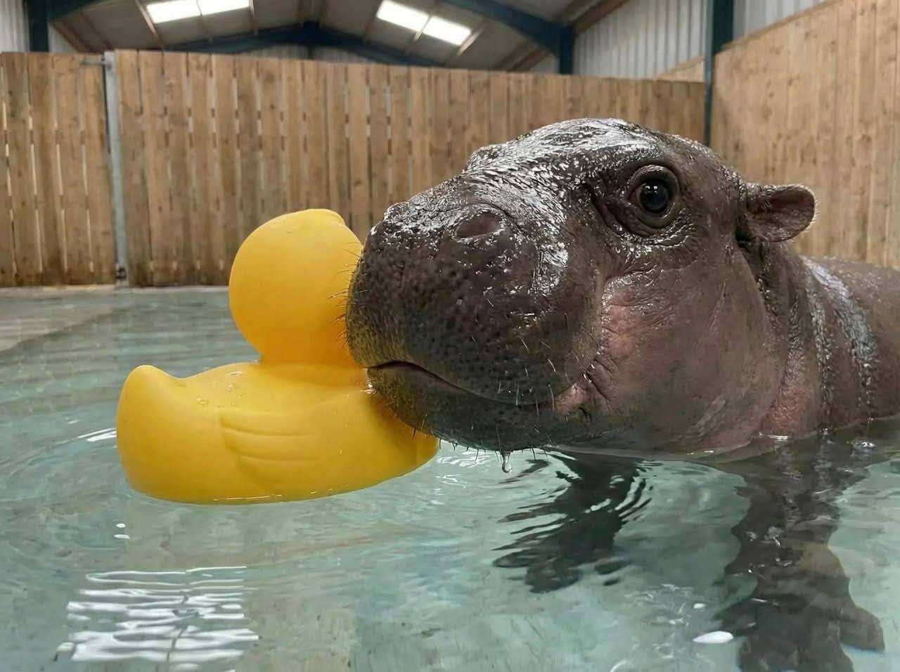 Daisy the Pygmy Hippo Calf Captures Hearts with Her Beloved Rubber Duck ...